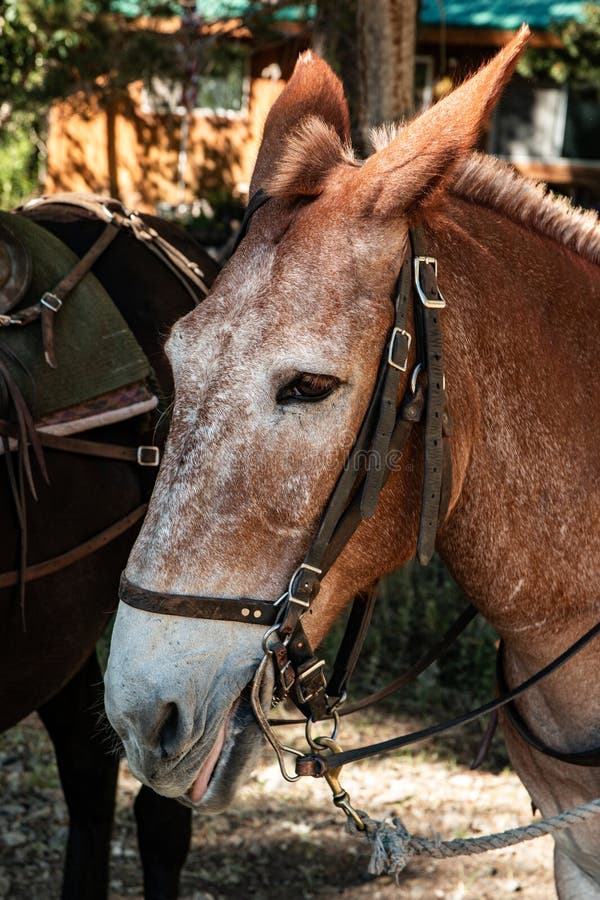 Mule Face stock photo. Image of looking, agriculture - 326163250