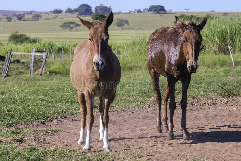 Mule on a farm day stock photo. Image of farm, black - 65486902