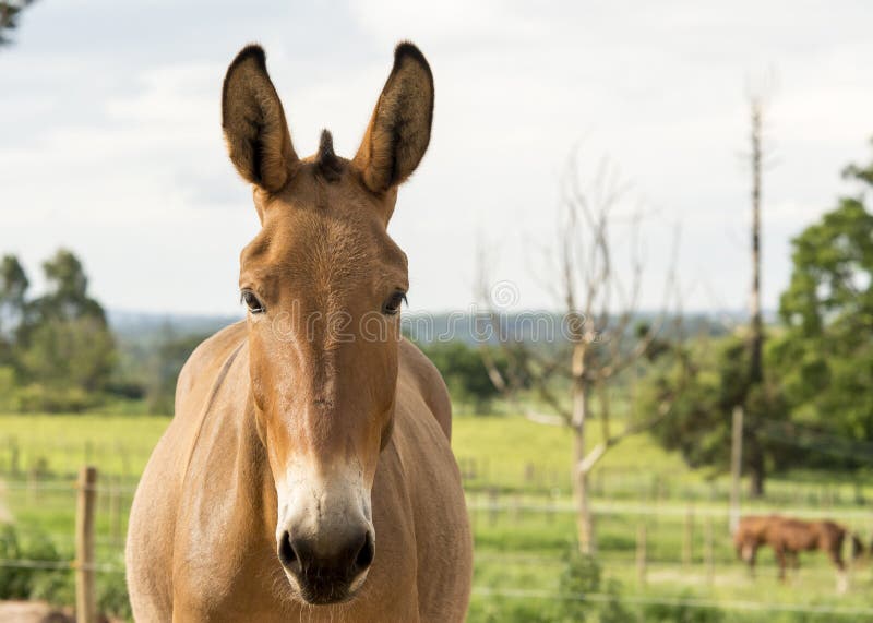 29,313 Mule Stock Photos - Free & Royalty-Free Stock Photos from Dreamstime