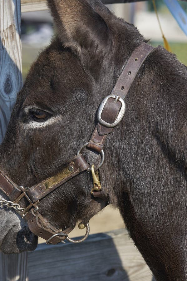Mule Tethered To Hitching Post Stock Image - Image of farm, critter ...