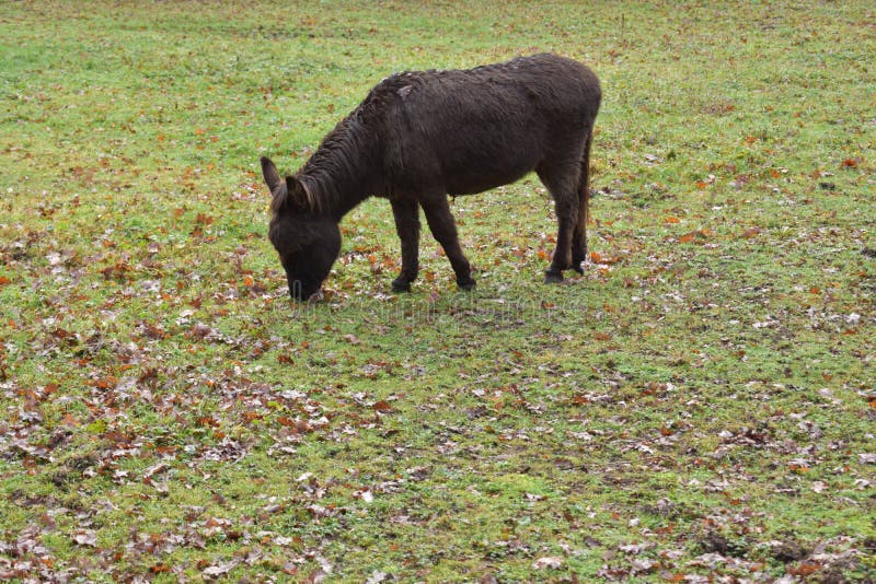 Mule in a Grass Field in a Petting Zoo Stock Image - Image of animals ...