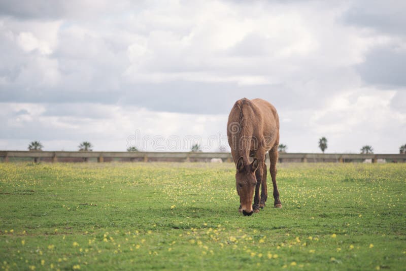Mule Grazing Green Grass in the Meadow on a Cloudy Day Stock Image ...