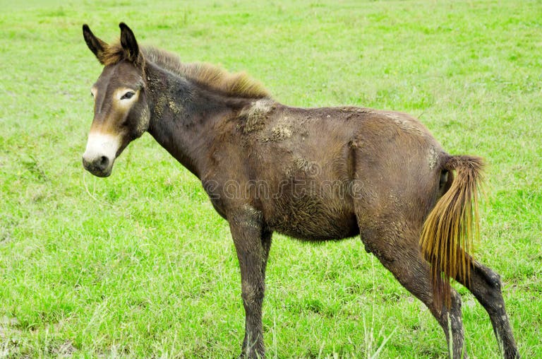 Horse Peeing Stock Photos - Free & Royalty-Free Stock Photos from ...
