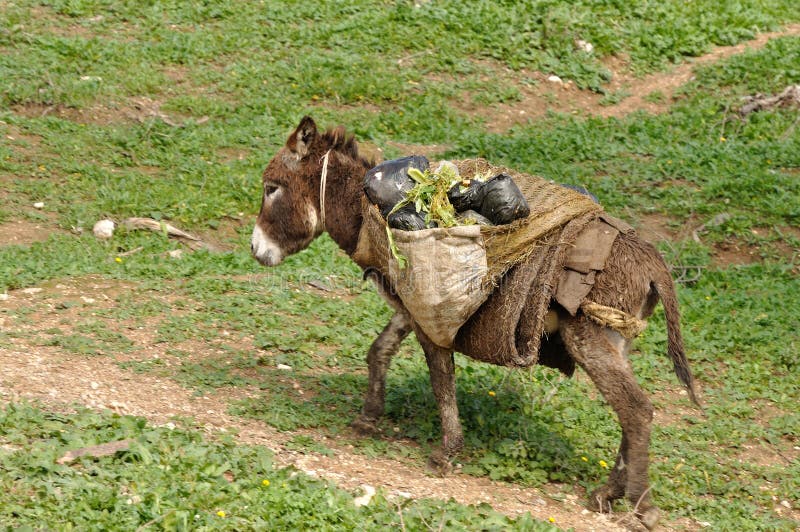 Mule marocaine photo stock. Image du afrique, mulet, marocain - 7681702