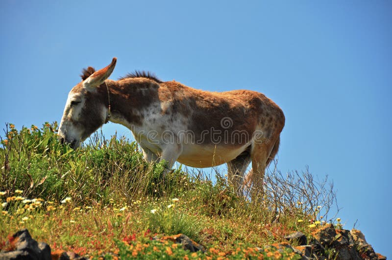 Mule on mountain in greece stock photo. Image of mare - 41645746