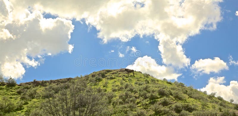 Mule mountain stock image. Image of clouds, white, brown - 113199575