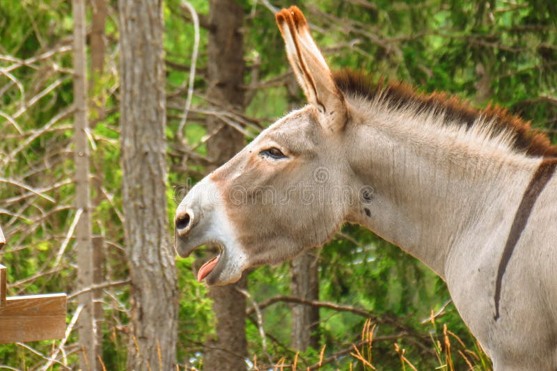 A mule with an open mouth stock image. Image of differential - 255159899