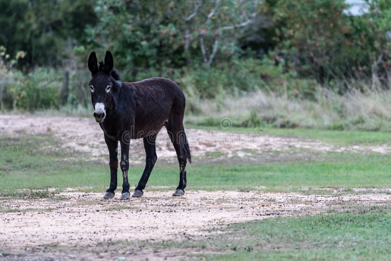 Mule Portrait stock image. Image of head, countryside - 83000939