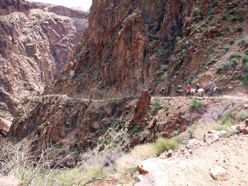 Mule ride stock photo. Image of mountain, path, park - 56045270
