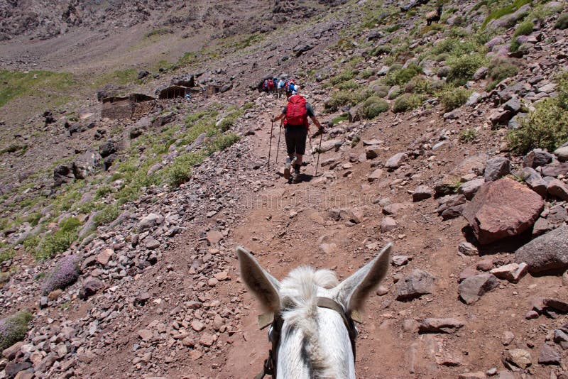 On the mule stock image. Image of rear, hiking, atlas - 259798811