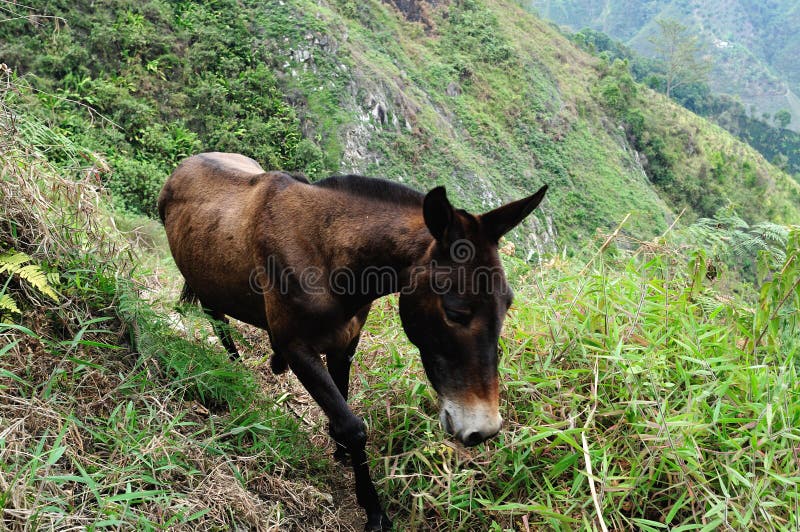 Mule .Road in Colombia stock image. Image of tropic, animal - 26773829