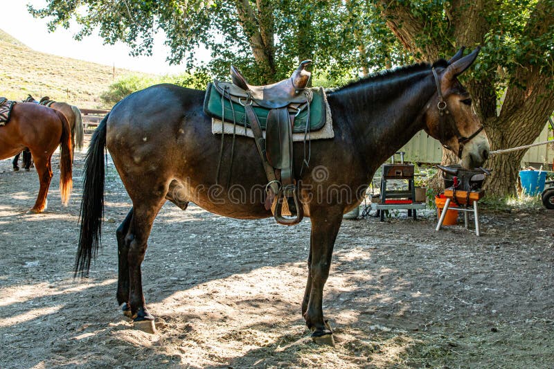 Mule with Saddle stock image. Image of horn, mule, west - 326163275