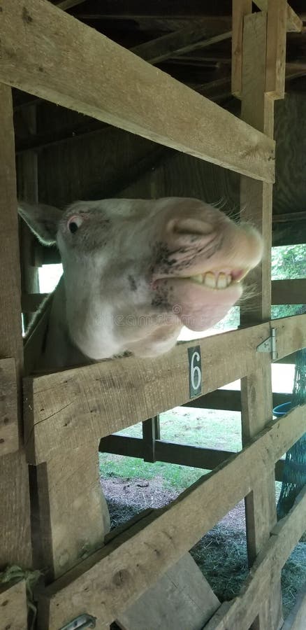 Smiling mule stock photo. Image of laughing, expression - 34269666