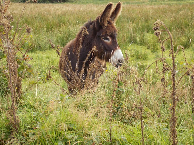 Mule stock image. Image of white, eyes, ireland, calm - 44373833