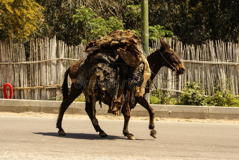 Mule at the Streets of Fez Medina, Morocco Stock Photo - Image of rainy ...