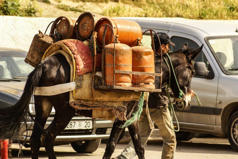 Mule transport in Morocco editorial stock image. Image of animal - 17948274