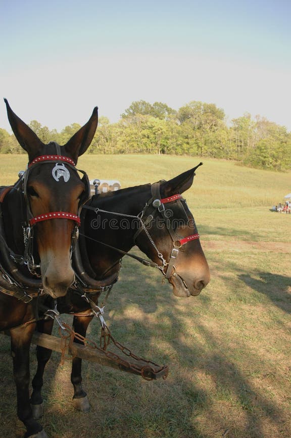 Mule team stock photo. Image of team, teamwork, plow, ready - 3243252