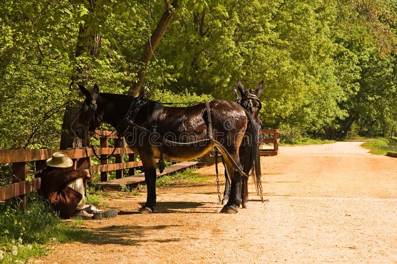 Mule Team and Driver Resting Stock Image - Image of work, country: 2370259