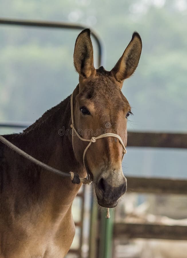 Smiling mule stock photo. Image of laughing, expression - 34269666