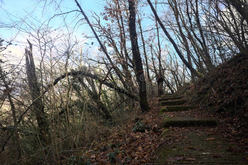Mule Track Covered by Leaves in a Forest Stock Photo - Image of morning ...