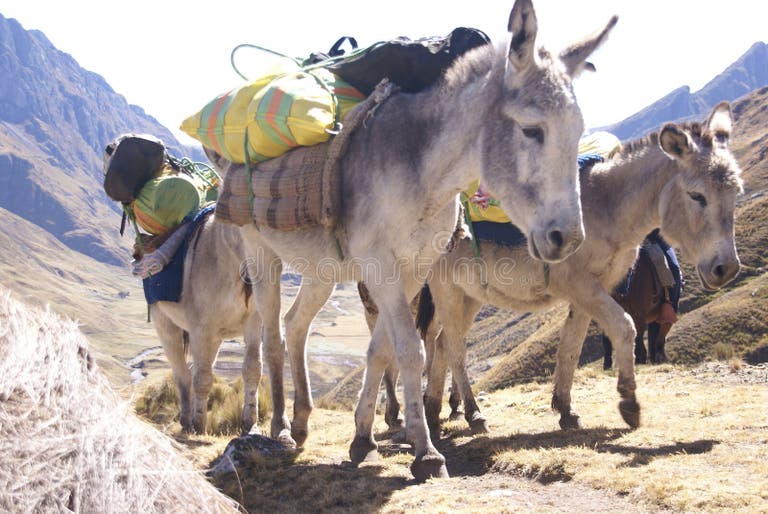 139 Donkey Carrying Pack Stock Photos - Free & Royalty-Free Stock ...