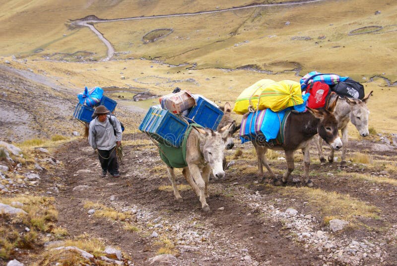 Mule Train, Carrying Loads in High Mountains Editorial Photography ...