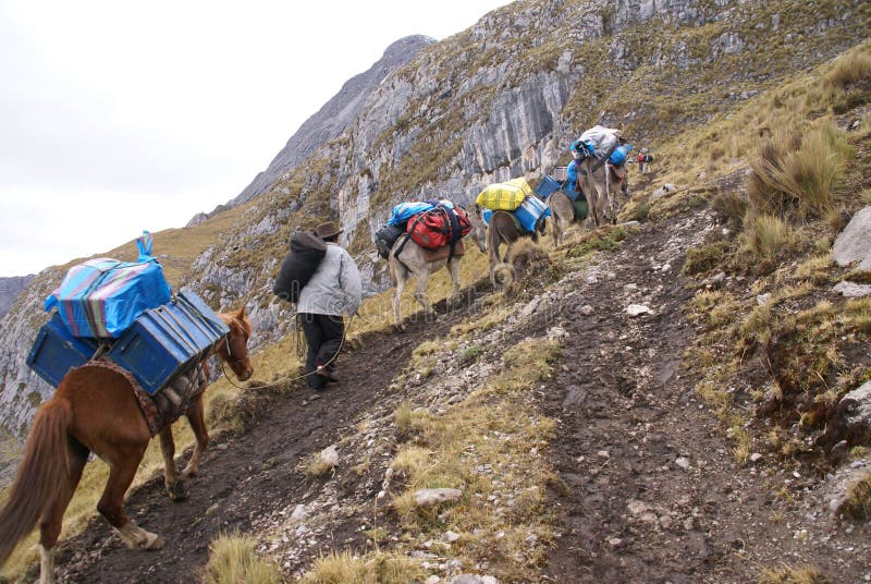 Mule Train, Carrying Loads in High Mountains Stock Photo - Image of ...