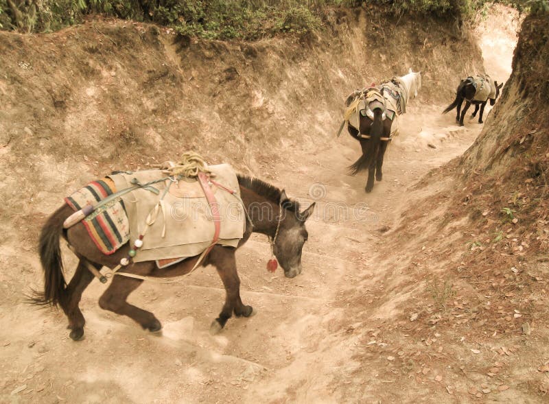 Mule Train stock photo. Image of duty, culture, donkey - 48326460