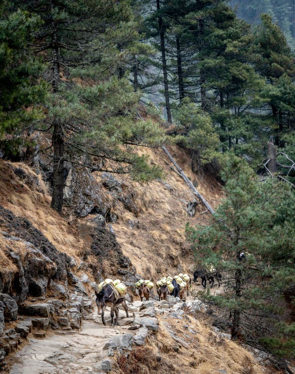 Mule Train on the Train stock photo. Image of single - 213075976