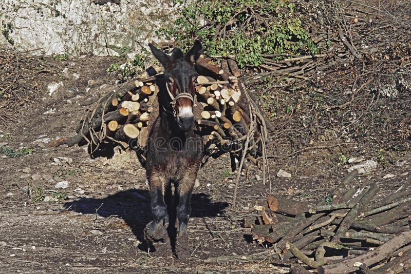 Mule Used for Timber Transport Stock Image - Image of mulus, fire ...
