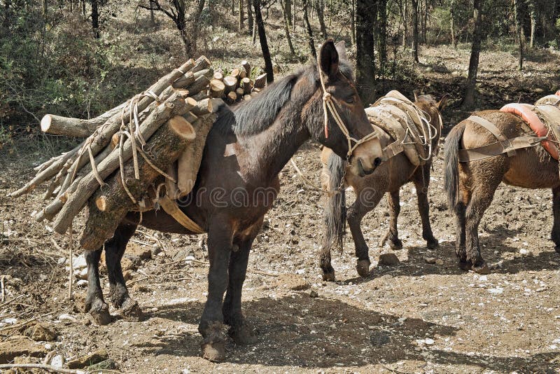 Mule at work stock image. Image of work, packsaddle, farm - 30379577