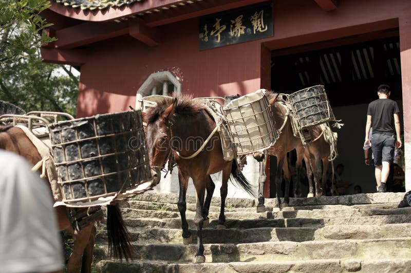 A Chinese Old Man and His Donkeys Editorial Photography - Image of back ...