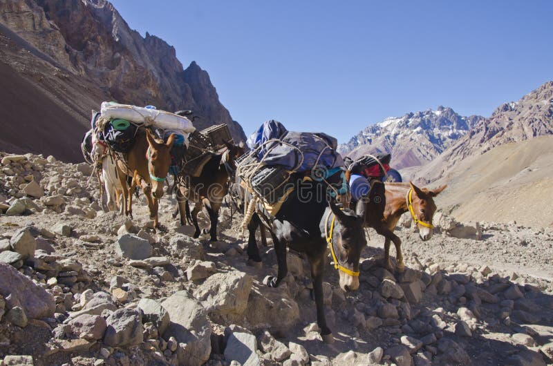 Mules Caravan in the Mountain Stock Photo - Image of horse, argentina ...