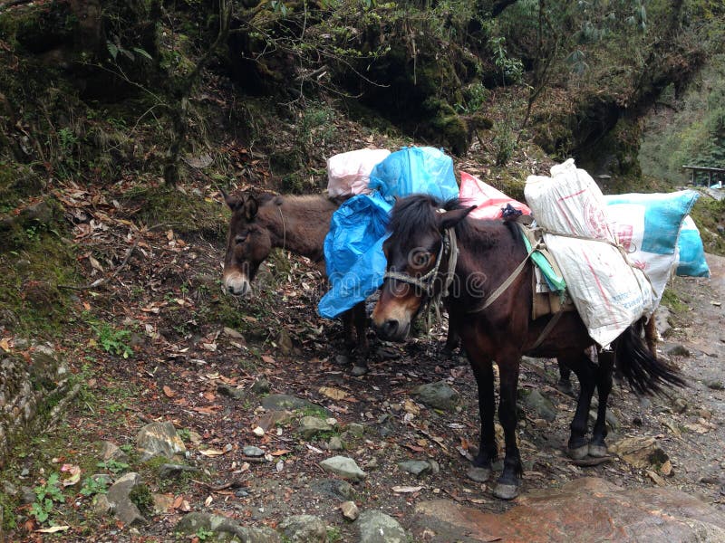 Mules Carrying A Huge Load On A Mountain Path Through Pine Forest At ...