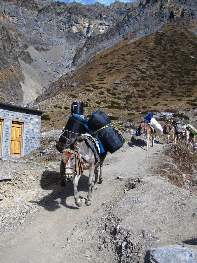 Mules is the only Freight Transport in the Himalayas Stock Photo ...
