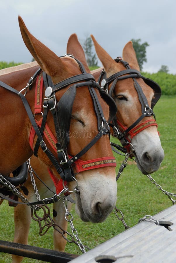 Mule horse team stock image. Image of halters, outdoors - 12281335