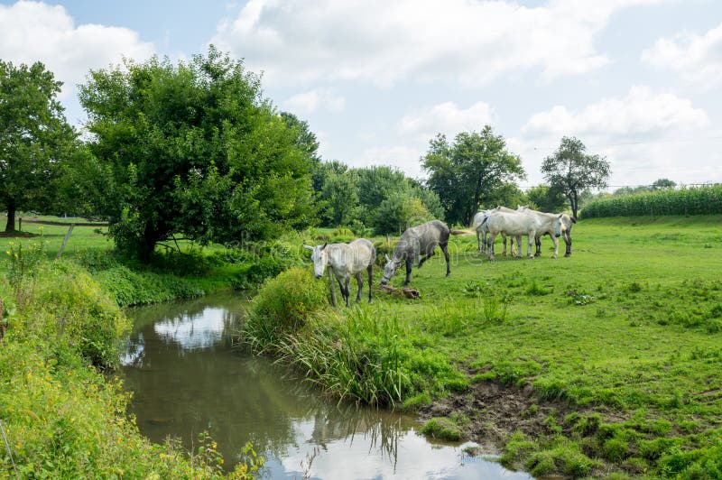 Stream Green Pasture Stock Photos - Download 2,569 Royalty Free Photos