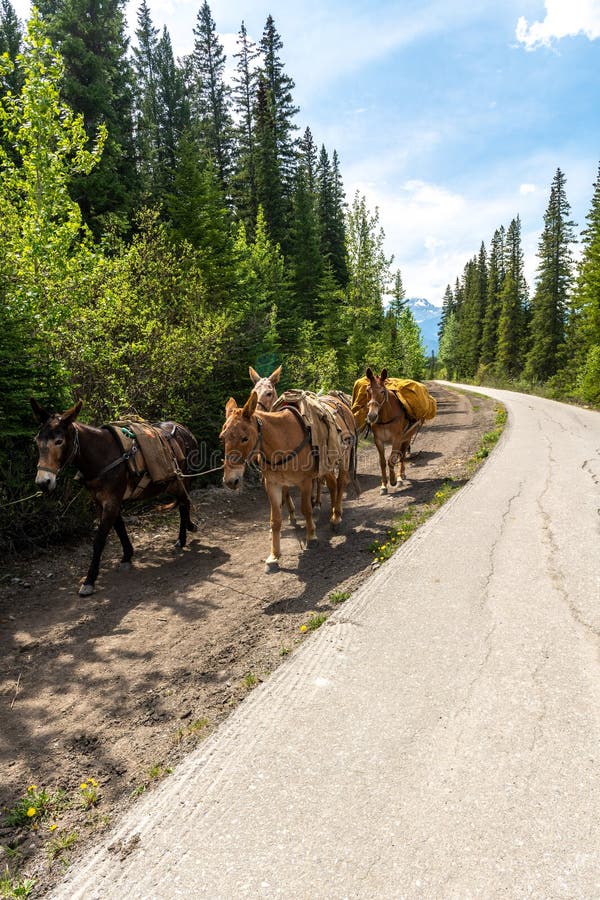 Mules with Saddles on a Roadside with Surrounding Trees in Banff Canada ...