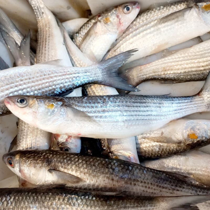 Mulet Doré - Chelon Auratus (Risso, 1810) Stock Photo - Image of chelon ...