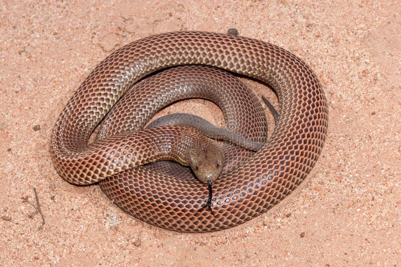 King brown snake stock image. Image of snakes, pseudechis - 43904147