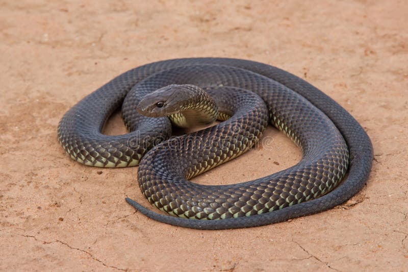 Mulga or King Brown Snake stock photo. Image of dangerous - 276075918