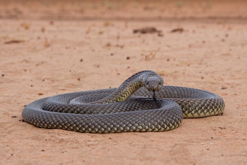 Mulga or King Brown Snake stock photo. Image of australis - 276075934