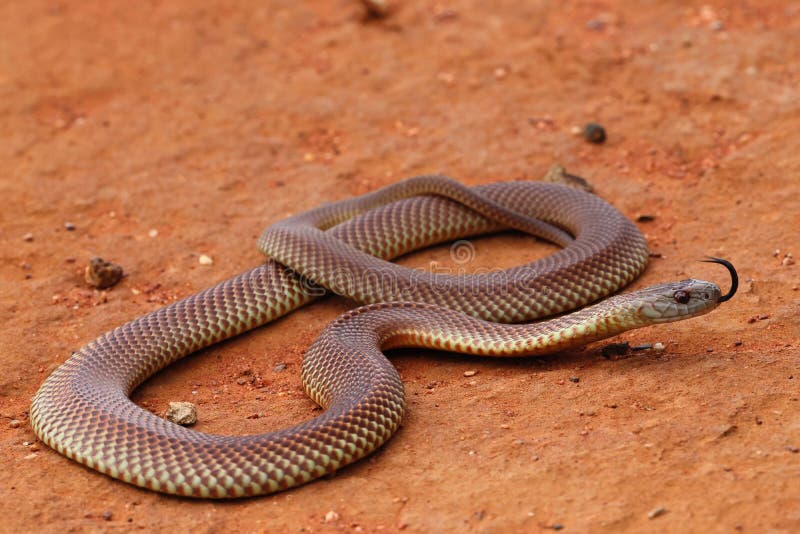 King Brown Snake