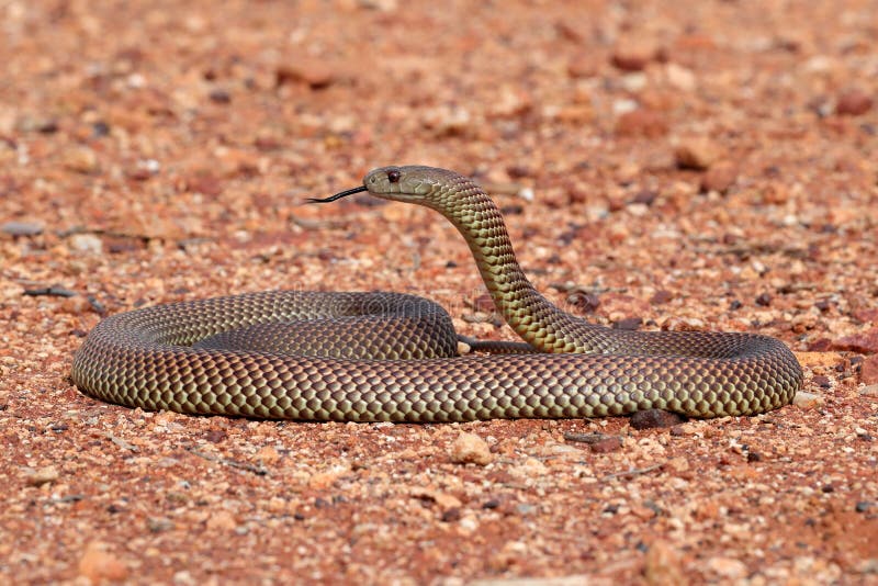 King Brown Snake