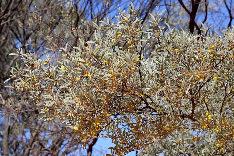 Mulga Tree in flower stock image. Image of flower, acacia - 202674127