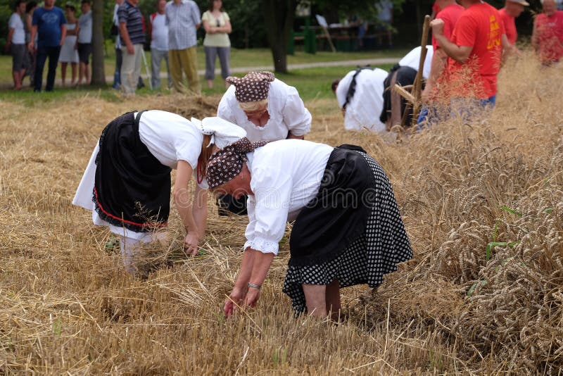 Mulher Do Camponês Que Colhe O Trigo Imagem Editorial - Imagem de ...