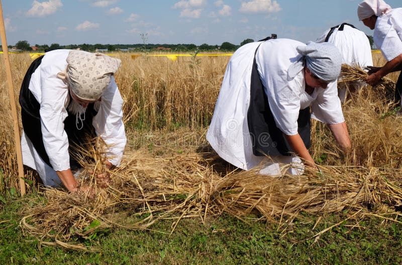 Mulher Do Camponês Que Colhe O Trigo Com Foice Imagem de Stock ...