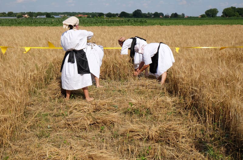 Mulher Do Camponês Que Colhe O Trigo Imagem Editorial - Imagem de ...