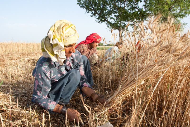 Mulher a ceifar trigo foto editorial. Imagem de foice - 14294726