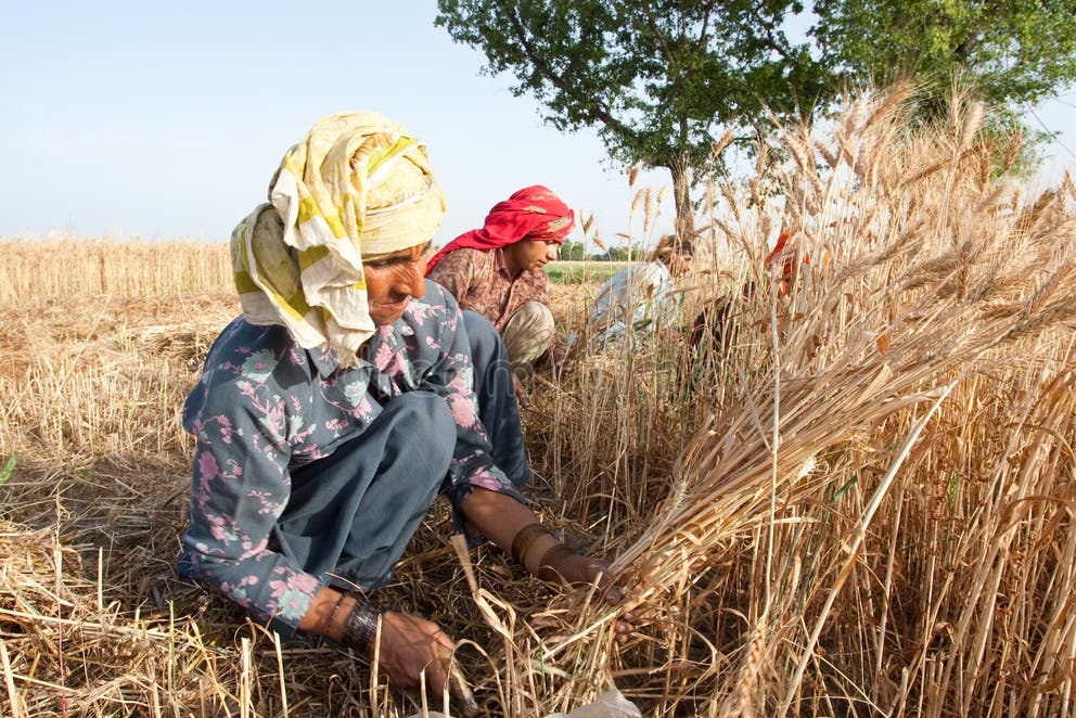 Mulher a ceifar trigo foto editorial. Imagem de foice - 14294726